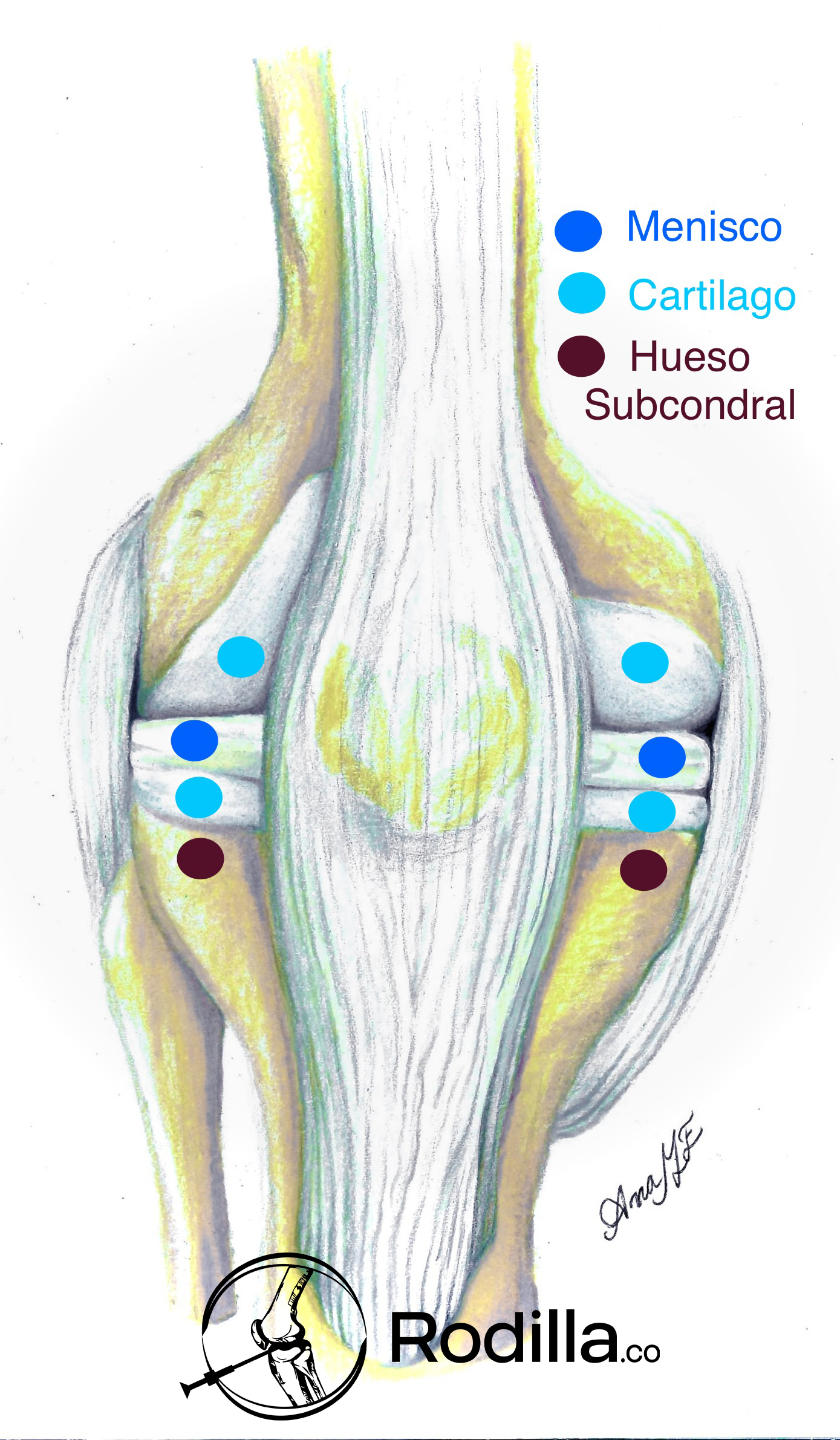 Cartílago – rodilla.co